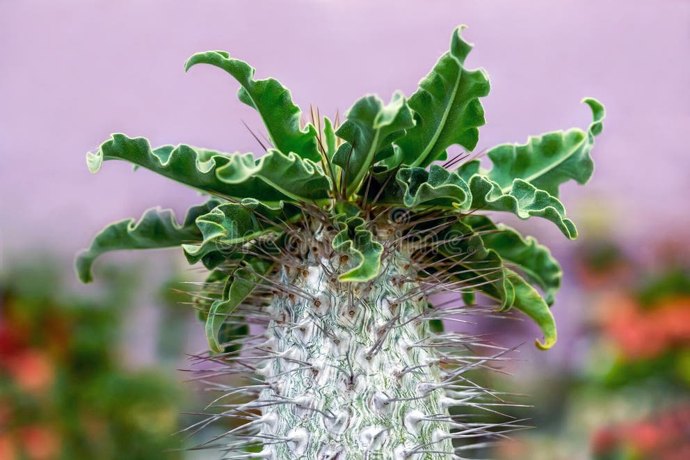 Colorful Patterns of Cactus. Stock Image - Image of nature, natural ...