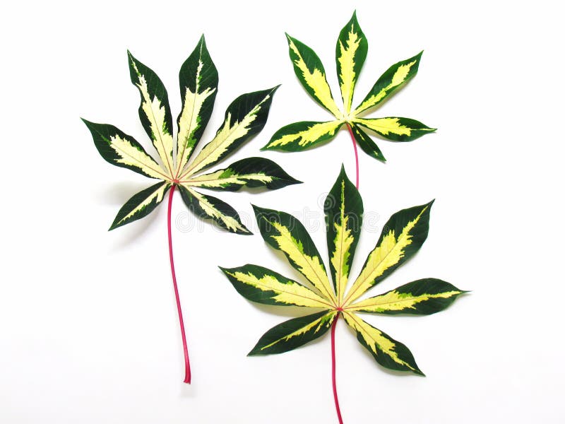 Colorful Patterns of Cassava Leaves on White Background. Stock Image ...
