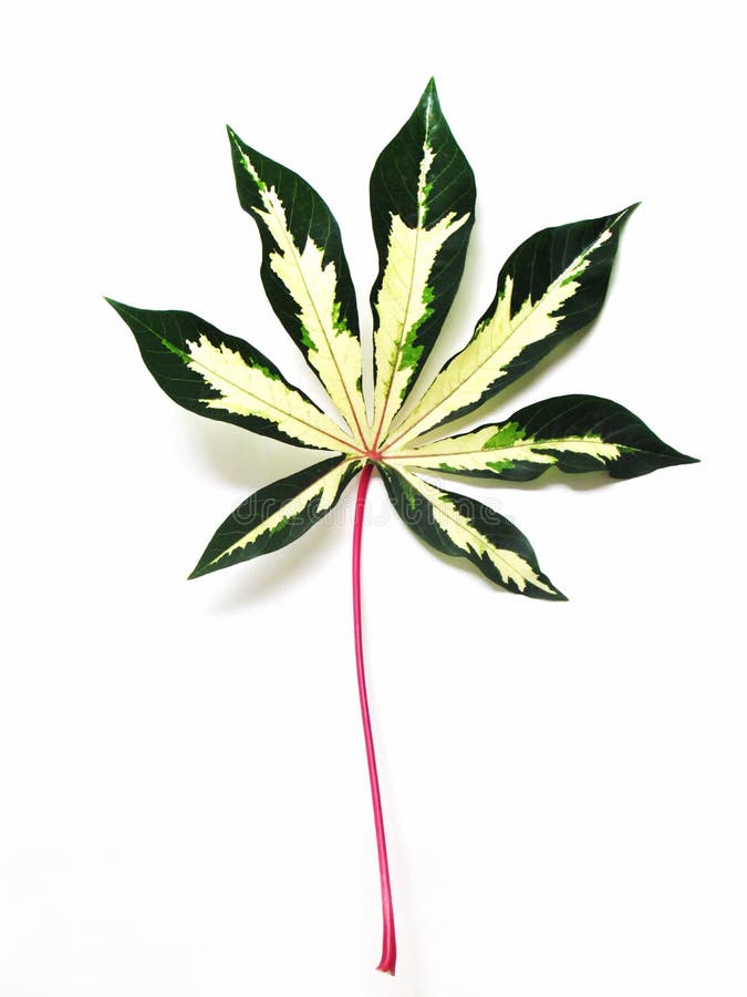 Colorful Patterns of Cassava Leaves on White Background. Stock Photo ...
