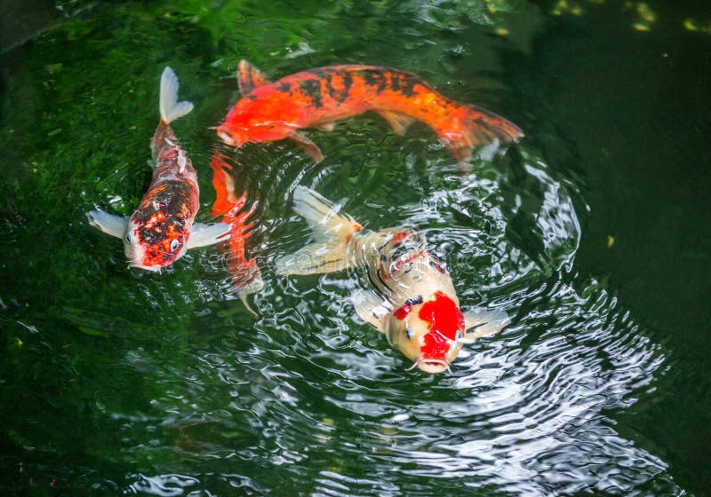 Colorful Patterns of Koi Fish. Stock Photo - Image of animal, water ...