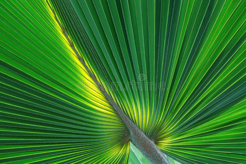 Colorful Patterns of Palm Leaves. Stock Photo - Image of light, jungle ...