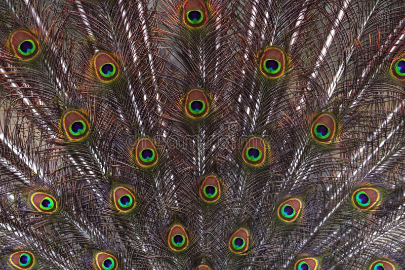 Colorful Patterns of Thousands of Beautiful Birds. Stock Image - Image ...