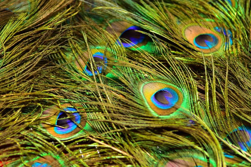 Colorful Patterns of Thousands of Beautiful Birds Stock Photo - Image ...