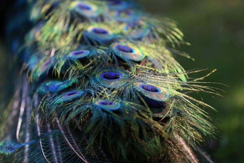 Colorful Patterns of Thousands of Beautiful Birds Stock Photo - Image ...