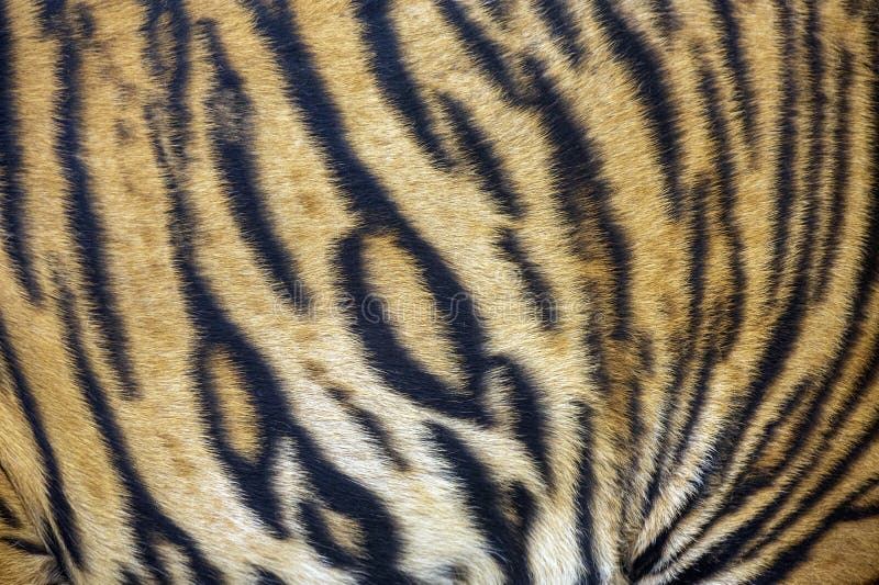 Colorful Patterns of Tiger. Stock Image - Image of wild, textured ...