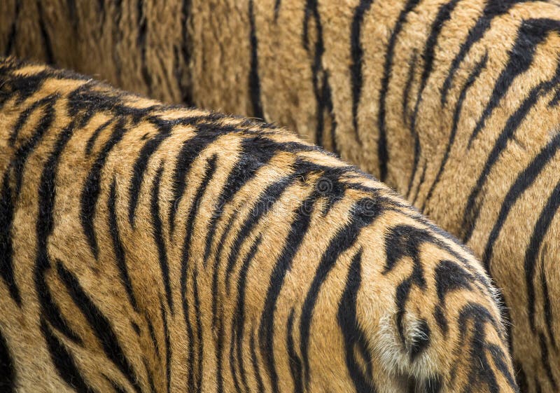 Patterns of tiger skin. stock image. Image of nature - 285094021
