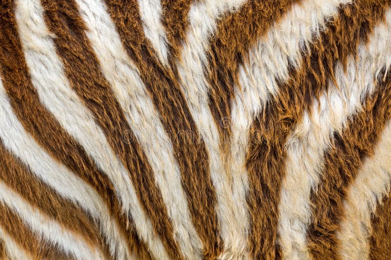 Colorful Patterns of Zebra Fur. Stock Image - Image of striped, zebra ...