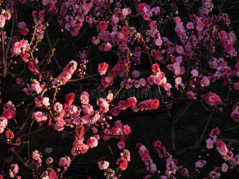 Colorful Peach Flowers, Season Spring Stock Image - Image of shrub ...