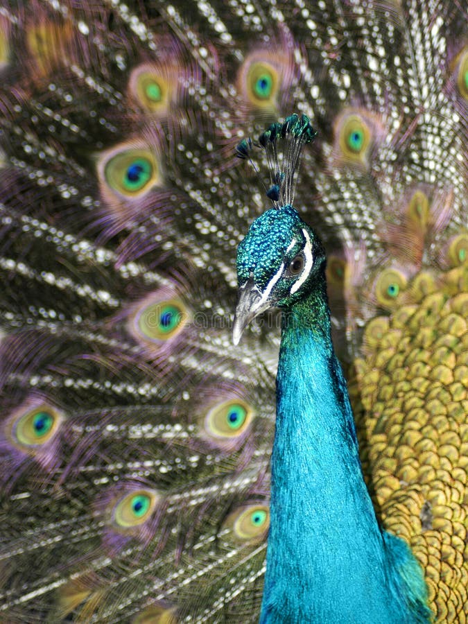 Colorful Peacock stock photo. Image of plume, full, pretty - 5895656