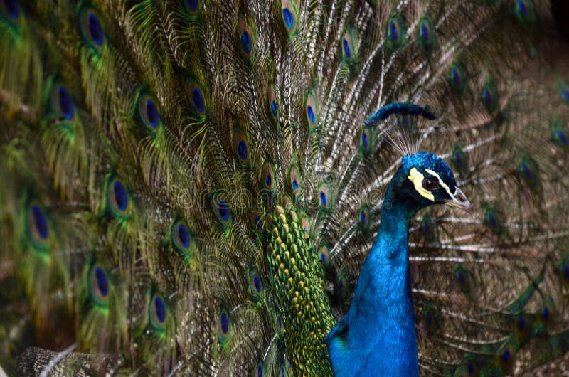 Colorful peacock stock image. Image of nature, spreading - 51249943
