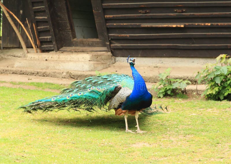 Peacock Shouting in the Forest Stock Photo - Image of animal, peacock ...