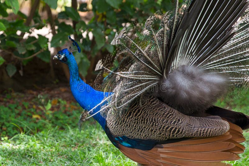 Colorful Peacock in the Bush Stock Photo - Image of sunny, bird: 181256194