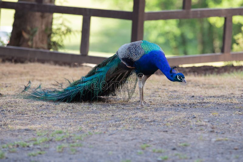 Colorful Peacock on the Farm Stock Image - Image of summer, outdoor ...
