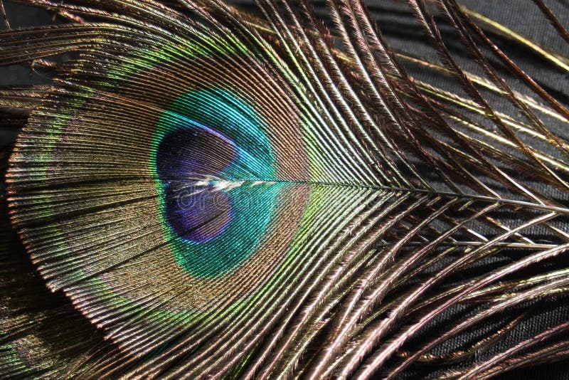 Colorful Peacock Feather stock image. Image of colored - 86245837