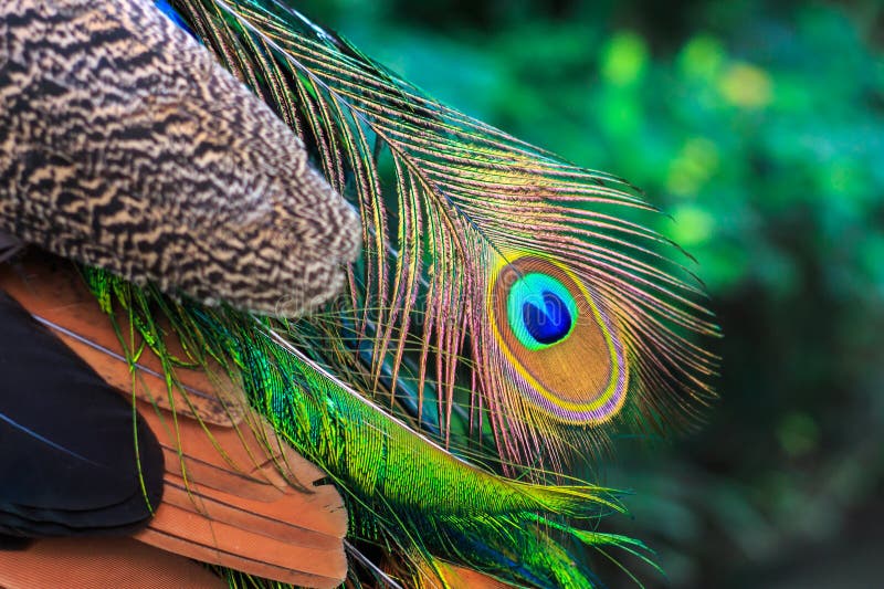 Colorful peacock feather. stock image. Image of color - 42778003
