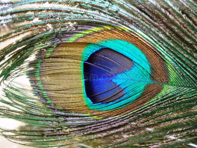 Real Peacock Feather stock photo. Image of vibrant, feather - 28574754