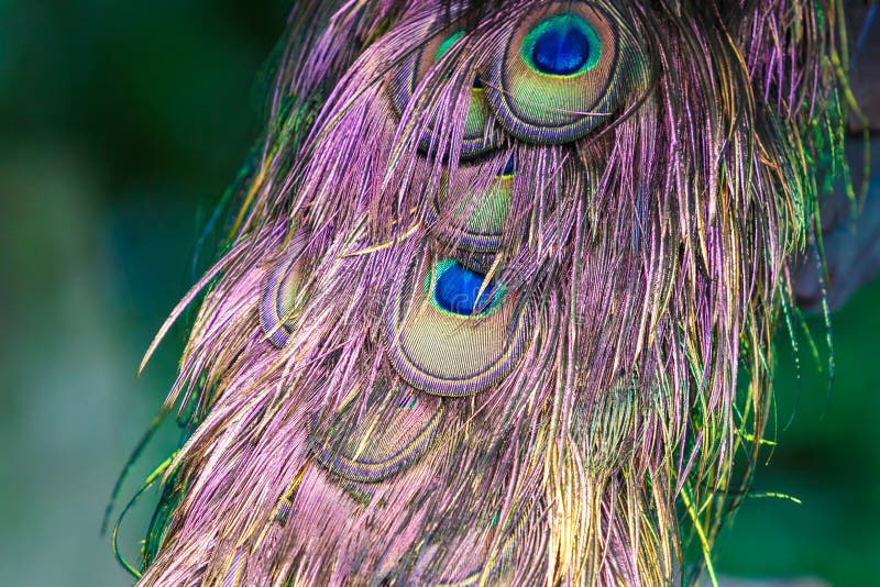 Colorful peacock feather stock image. Image of color - 44653083