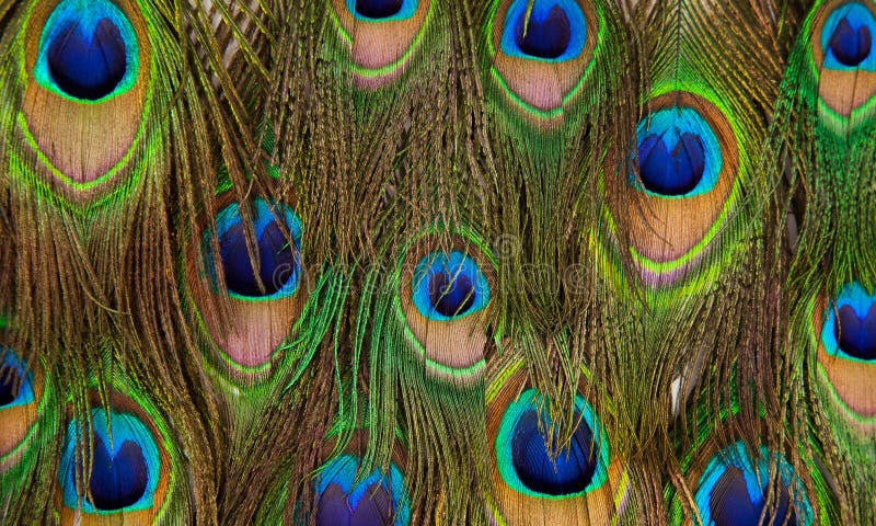 Colorful peacock feathers stock image. Image of nature - 101784589