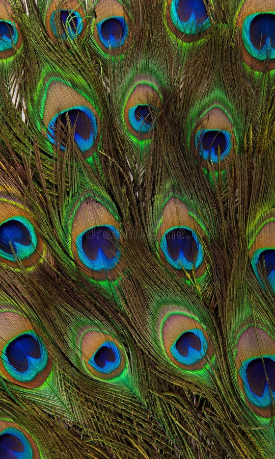 Colorful peacock feathers stock image. Image of line - 101784545