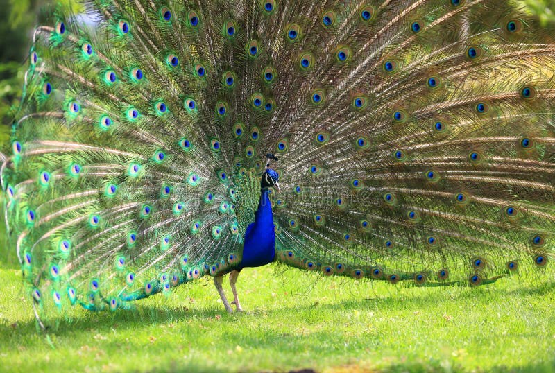 186 Peacock Court Stock Photos - Free & Royalty-Free Stock Photos from ...