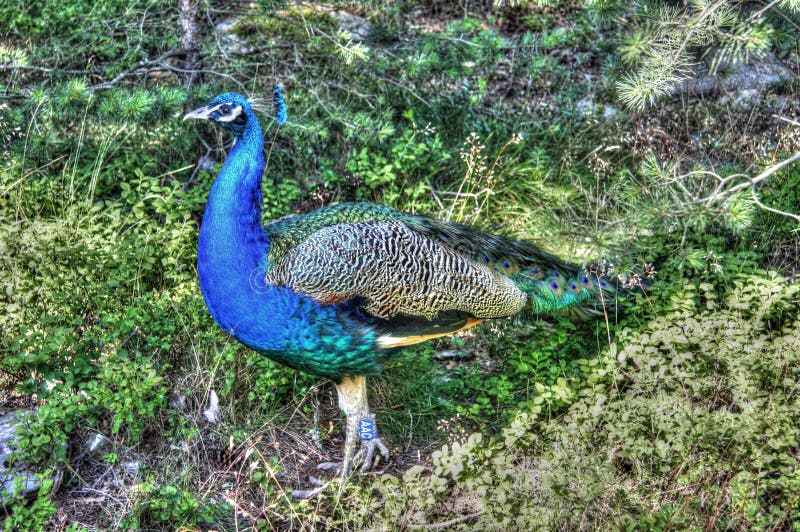 Colorful Peacock Standing in the Forest Stock Image - Image of peacocks ...