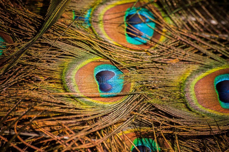 Colorful Peacock Tail Feathers Background Stock Image - Image of ...