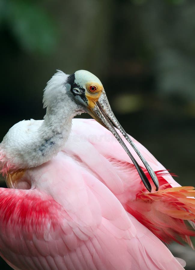 Colorful Pelican Picture. Image: 4860135