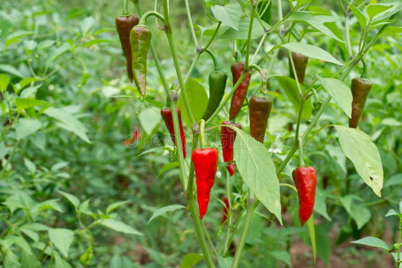 1,258 Colorful Paprika Tree Stock Photos - Free & Royalty-Free Stock ...