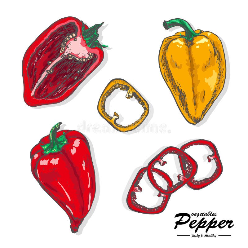 Peppers Sketch Engraving Vector Illustration Stock Vector ...