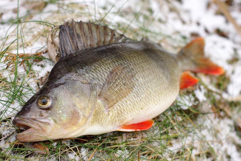 Fish Jumping Out of a Water Stock Image - Image of jump, river: 10633171