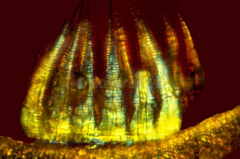 Colorful Peristome Teeth of a Moss, Glowing in Polarization Microscopy ...