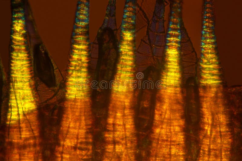 Colorful Peristome Teeth of a Moss, Glowing in Polarization Microscopy ...