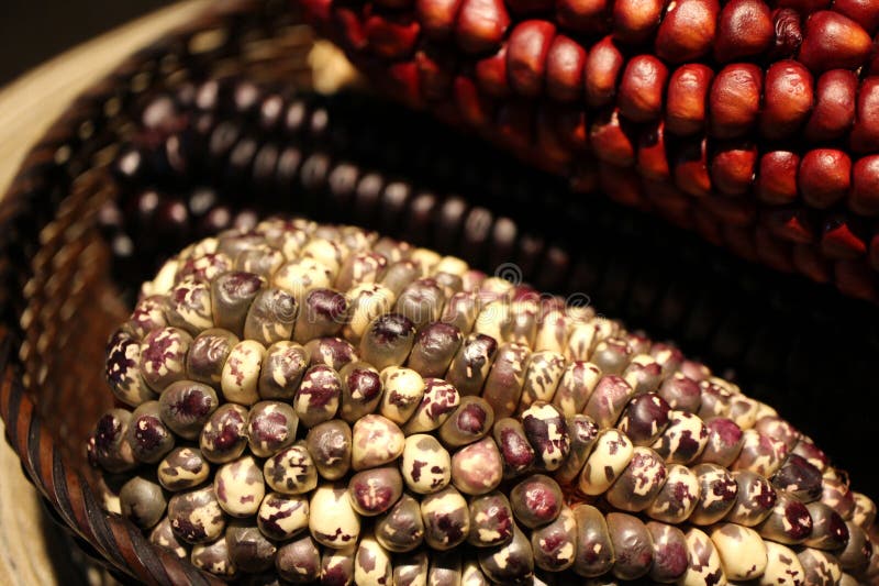 Colorful Peruvian Corn in a Basket Stock Image - Image of corn ...
