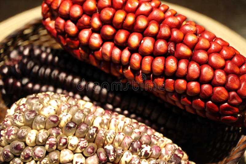 Colorful Peruvian Corn in a Basket Stock Photo - Image of peruvian ...