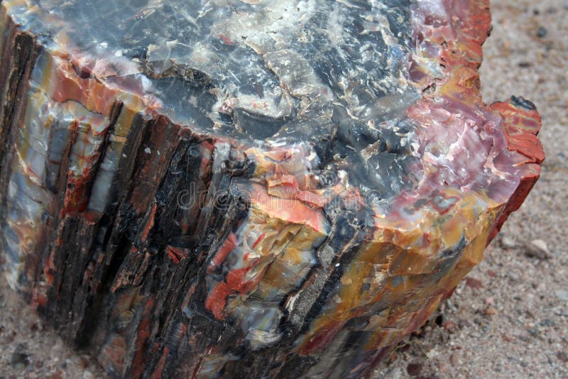 Colorful Petrified Tree Rock Stock Image - Image of petrified, stone ...