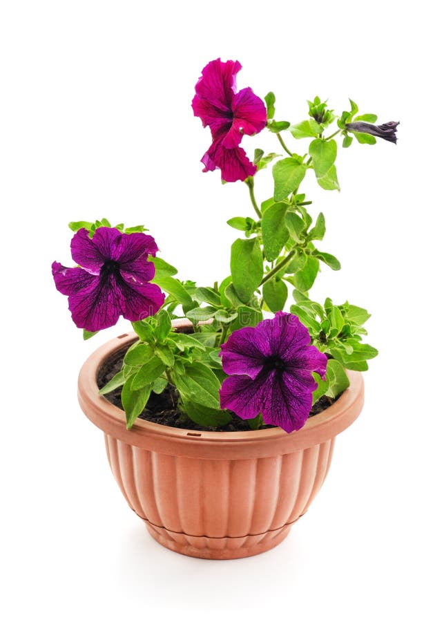 Colorful Petunia in the Pot Stock Photo - Image of gardening, pistil ...