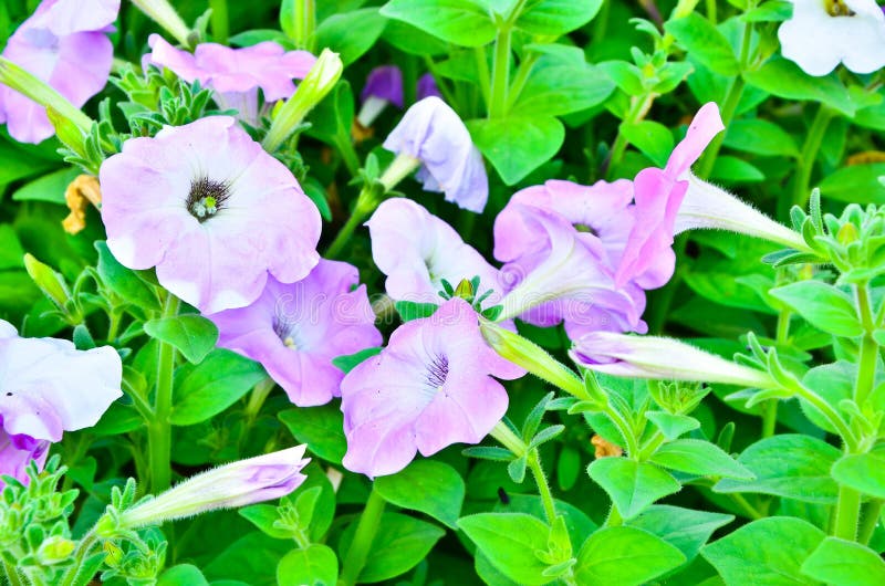 Pink Petunia Flower Plants Blooming Stock Image - Image of floral ...