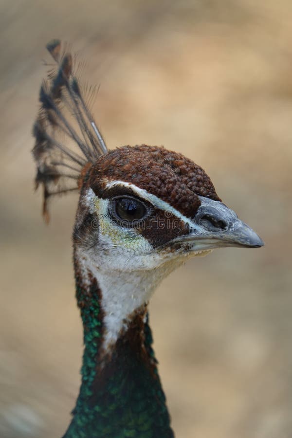 Colorful pheasant bird stock photo. Image of beautiful - 137546192