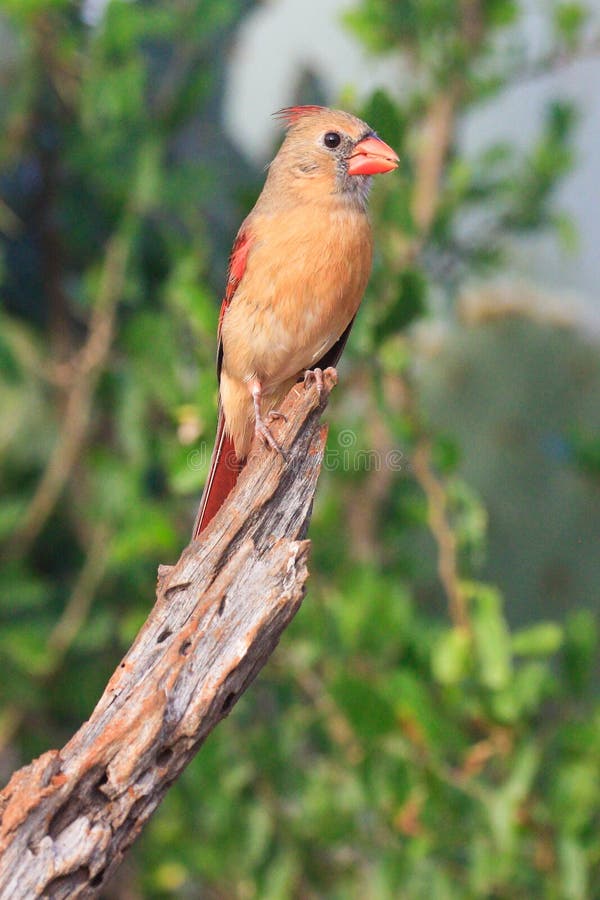 Colorful Picture of Female Cardinal Stock Photo - Image of avian, seeds ...