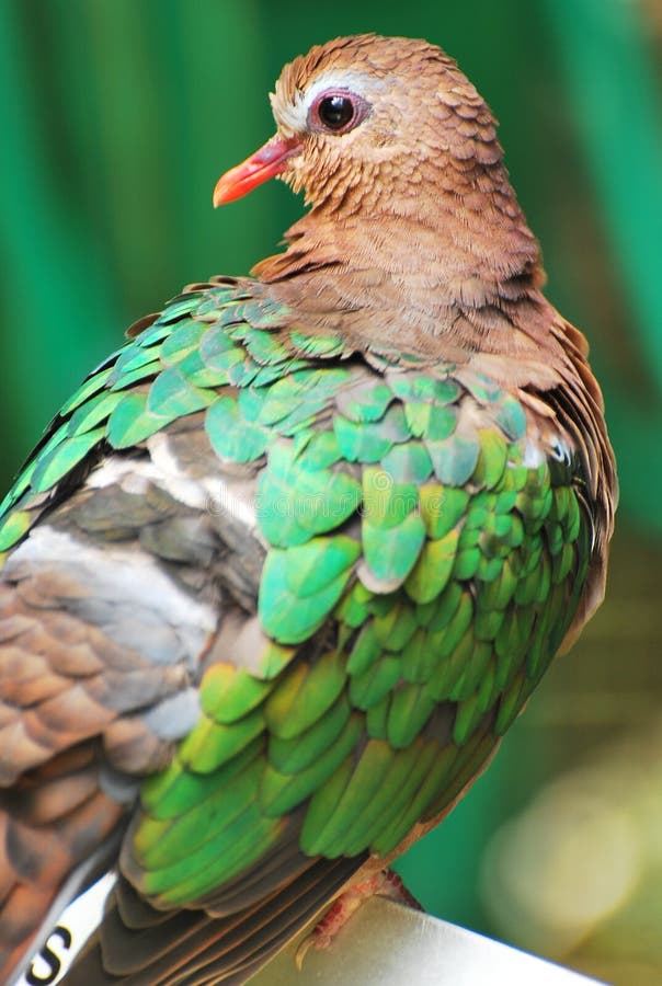 Colorful Pigeon stock image. Image of dove, disease, colorful - 25610057