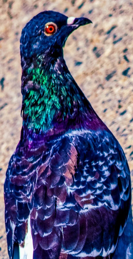 Colorful Pigeon in Flight stock photo. Image of flying - 1640838