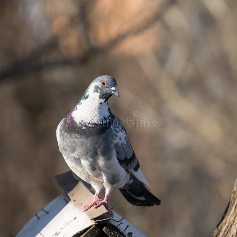 Colorful Pigeon in Flight stock photo. Image of flying - 1640838