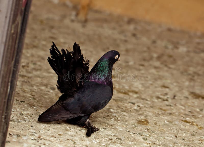 Brown Rock Pigeon stock image. Image of color, livia - 31455419