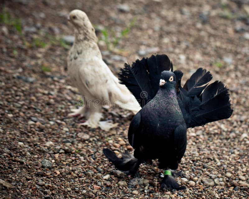 Brown Rock Pigeon stock image. Image of color, livia - 31455419