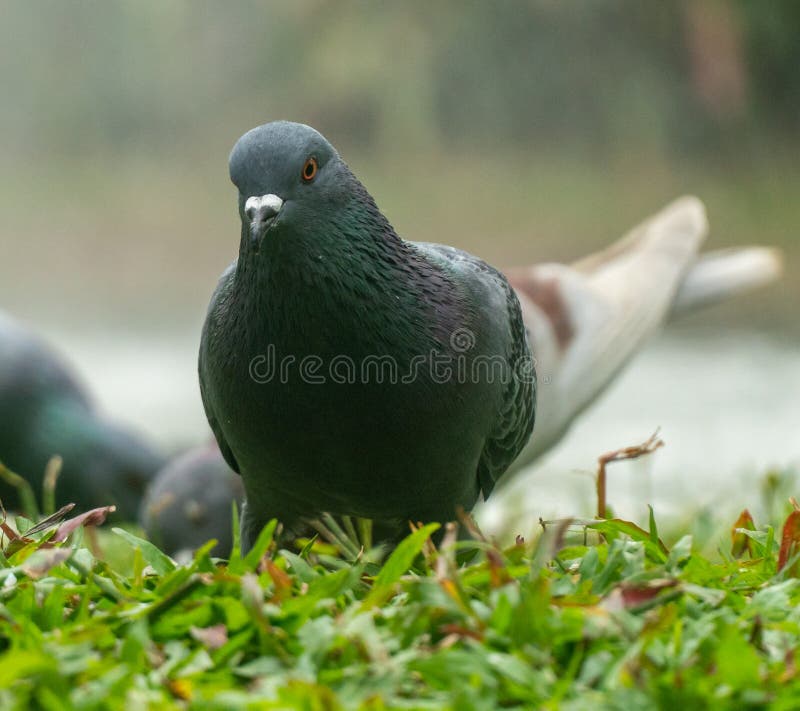 Colorful Pigeons Playing in Grass in Thailand Stock Image - Image of ...