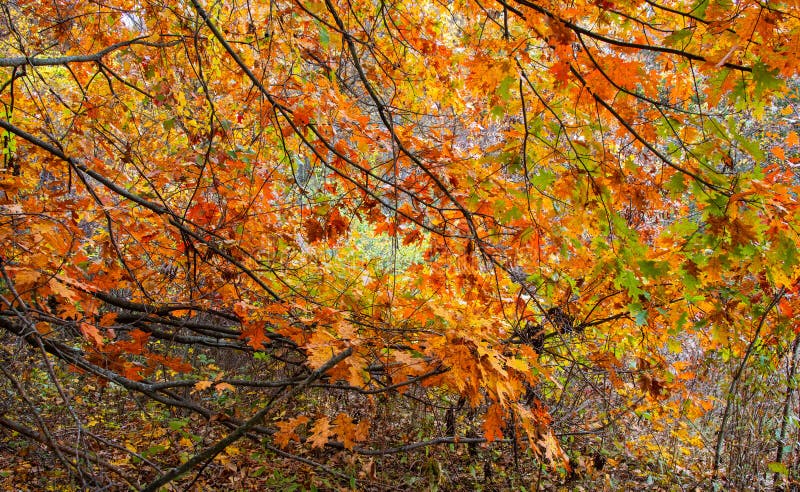Colorful Pin Oak Tree in Autumn Time Stock Photo - Image of green, fall ...