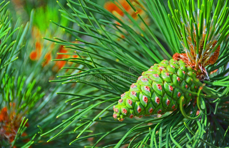 Colorful Pine Acorn stock image. Image of winter, acorn - 47736311