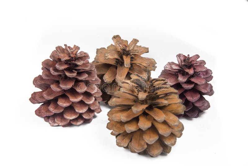 Colorful Pine Cones with Backdrop Stock Photo - Image of backdrop, tree ...