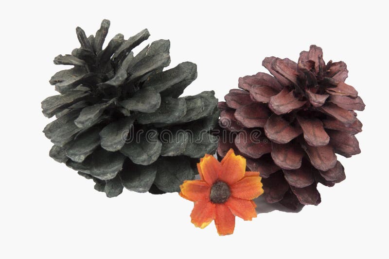 Colorful Pine Cones with Backdrop Stock Photo - Image of colorful ...