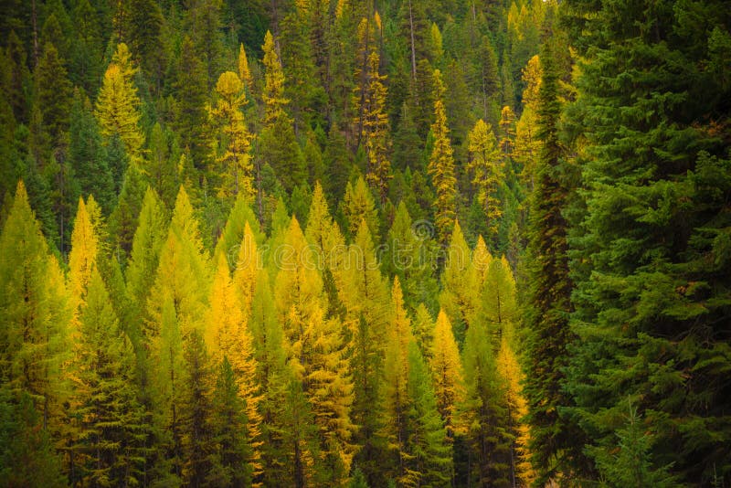 Colorful Pine Trees Background Stock Image - Image of evergreen, nature ...